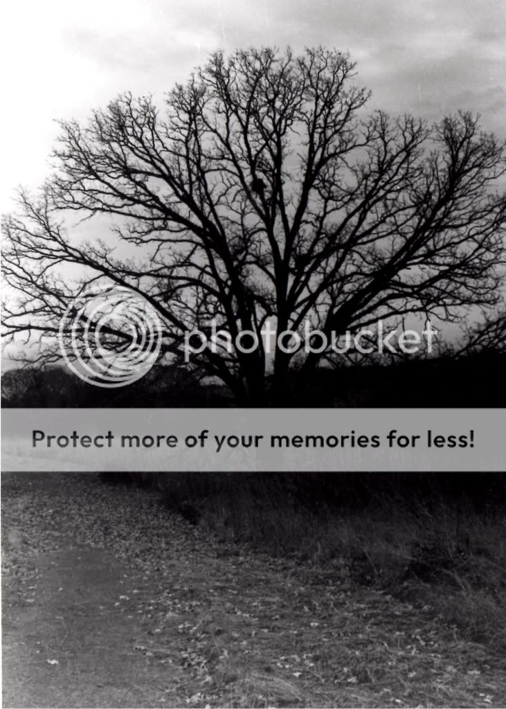 Solarization | The Photography Forum