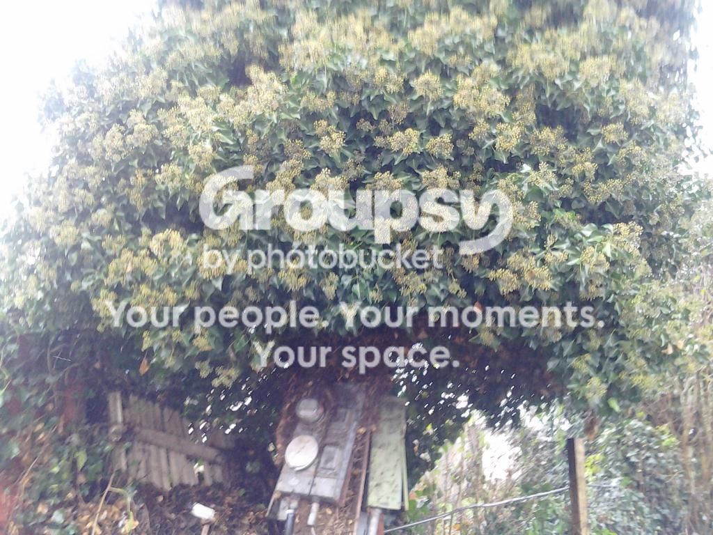 Why You Should Trim Your Bush - Off Topic - Chronicle Forums