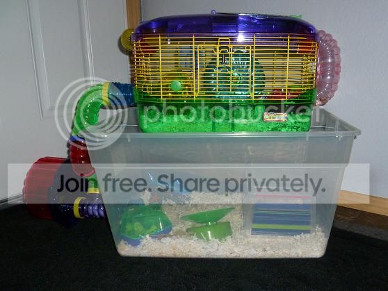 connecting two cages together? - Hamster Central